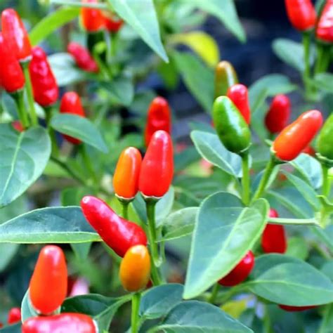 100 Birds Eye Chili Pepper Thai Seeds Hot Peppers Seeds