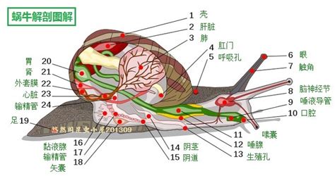 动物的身体结构图 千图网