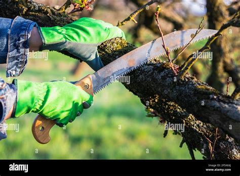 Hands With Gardening Gloves And Hand Saw Cutting Branch Of Tree Farmer Trimming Tree In Orchard