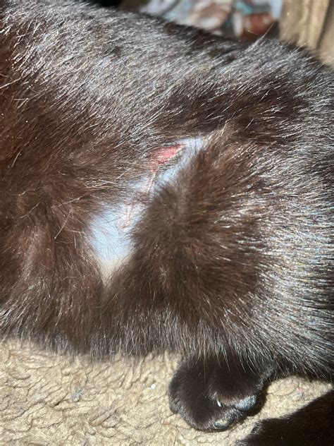 Scab On Stray Cat R Vet