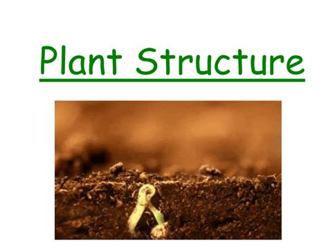 Plant Structure Leaves Stems Roots Biology Presentation