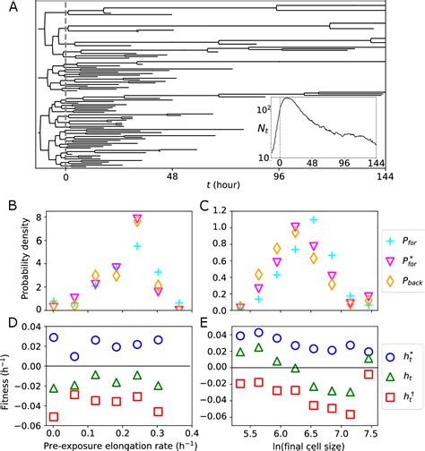 Figure 3 From Cell Lineage Statistics With Incomplete Population Trees
