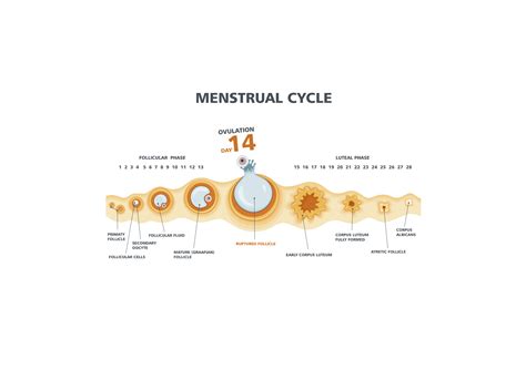 Ovulation Signs And Symptoms Pharmed