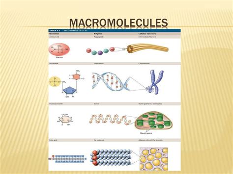 Ppt Macromolecules Of The Human Body Powerpoint Presentation Free Download Id 2367955