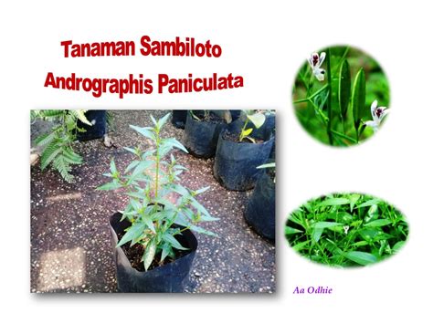 Tanaman Sambiloto Andrographis Paniculata Herbal Lazada Indonesia