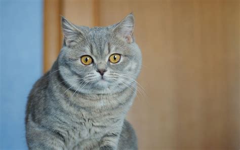 Maine Coon Rasseporträt And Charakter Ecats Magazin