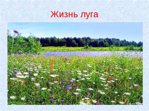 Презентация по окружающему миру Жизнь луга 4 класс УМК Школа России начальные классы