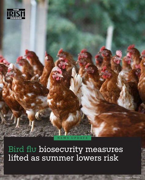 Biosecurity Regulations For Poultry Will Be Lifted At The End Of May