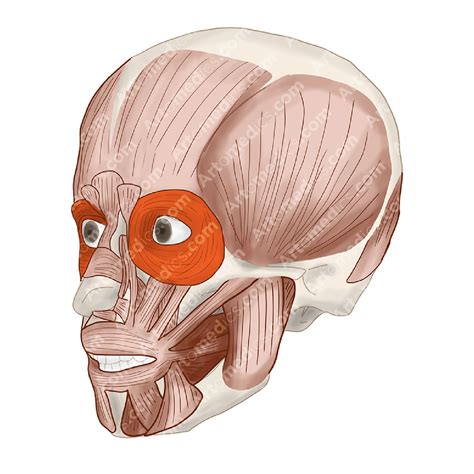 Orbicularis Oculi The 2 Blinking Muscles Artomedics Studio