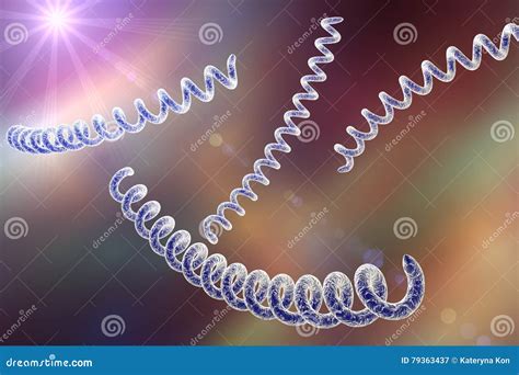Bacteria Which Cause Syphilis Treponema Pallidum Stock Illustration