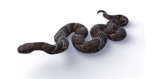 Puff Adder Animated 3d Model By Dibia Digital