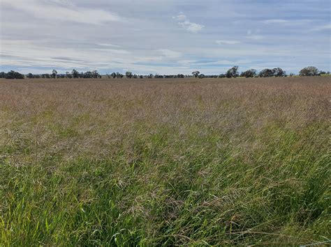 Premier Digit Premier Digit Grass Seed At Gulgong Nsw