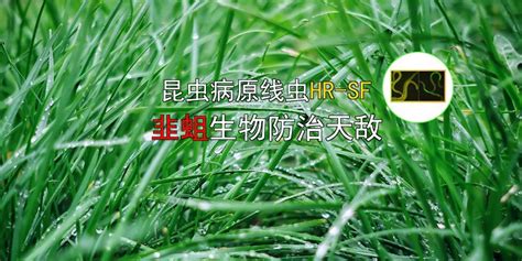 认识昆虫病原线虫 昆虫 线虫 病原 新浪新闻