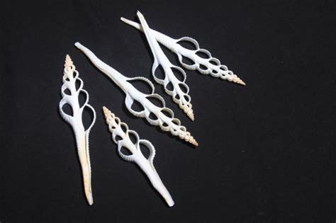 Cut Shells Darlenes Shells