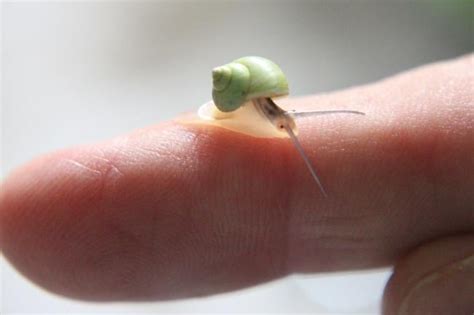 Leptopoma Perlucidum R Snail