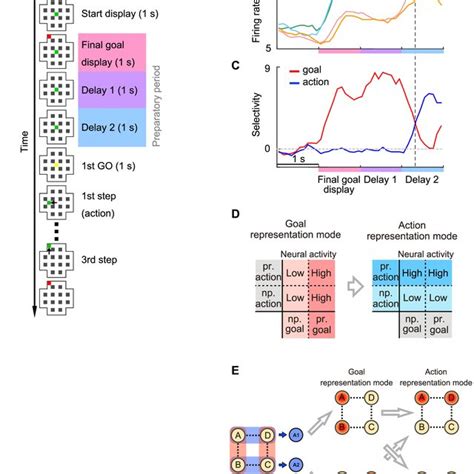 Goal Oriented Action Planning Task And Neuronal Responses In Prefrontal