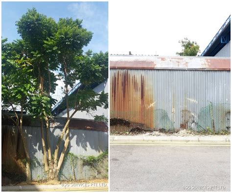 Tree Removal Tree Stump Removal Treecutting Com Sg