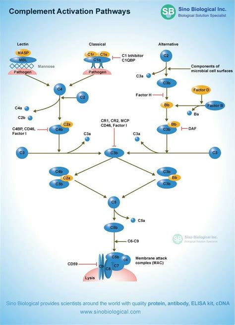 Complement Activation Immunology Activities Complements