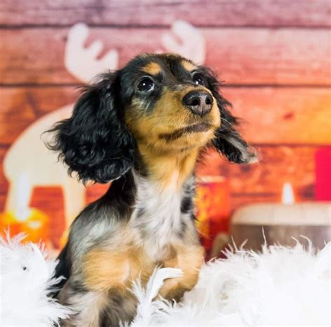 Femelles Elevage Des Rives Du Lugano Eleveur De Chiens Teckel Poil Long