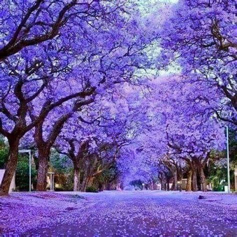 Explore Adelaide A Guide To The Best Things To Do Jacaranda Tree