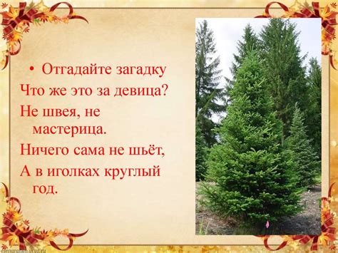 Развитие речи Изложение по рассказу Н Сладкова «Ёлочка 3 класс презентация онлайн
