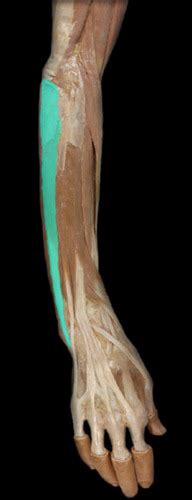 Muscle Lab 2 Flashcards Quizlet