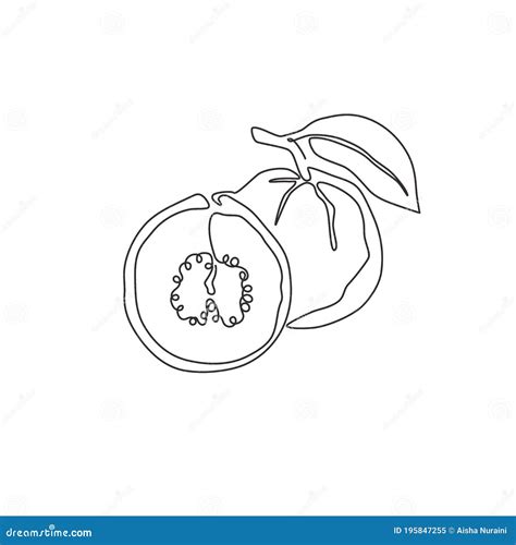 Single Continuous Line Drawing Whole And Half Sliced Healthy Organic Java Guava For Orchard Logo