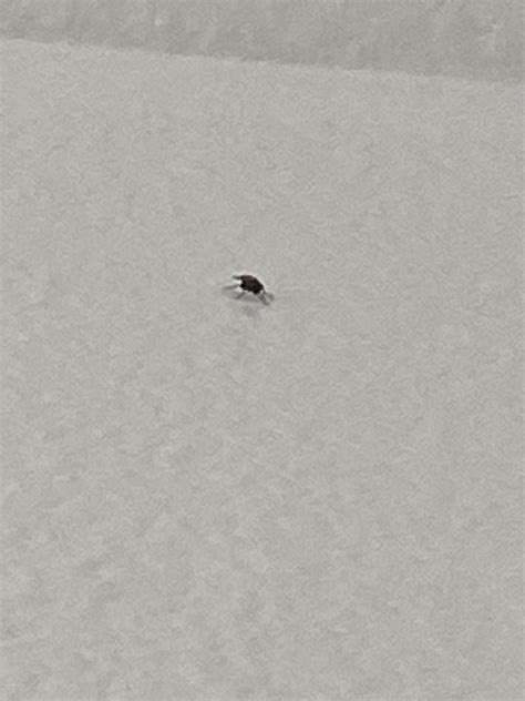 What Type Of Bug Is This Ios Rbugs