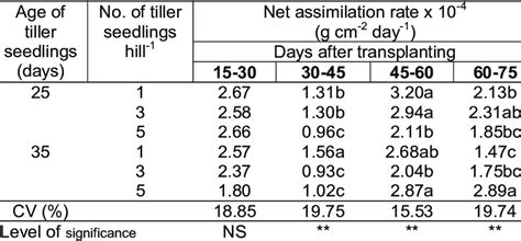 Interaction Effect Of Age Of Tiller Seedlings And Number Of Tiller Download Table