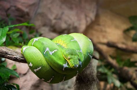 Green Tree Python Morelia Viridis Macro Stock Image Image Of