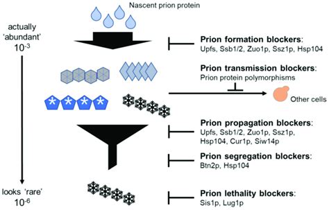 The Multi−layered Anti−prion System Prions Are Attenuated By Download Scientific Diagram