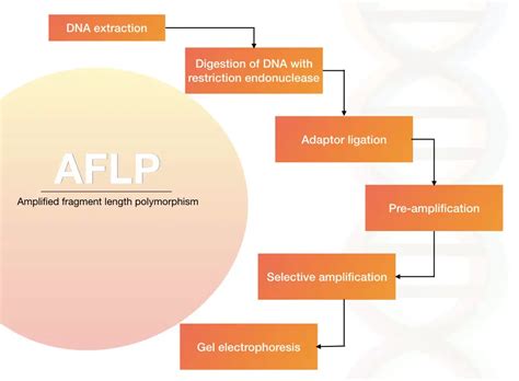 Genetic Markers RFLP RAPD AFLP ISSR STR SCAR EST SSR And SNP
