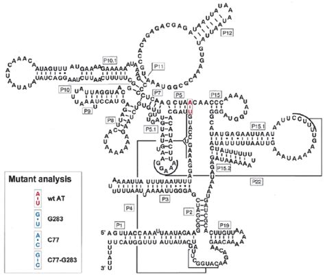 Secondary Structure Of Phytoplasma Rnase P Rna Domain Nomenclature Is