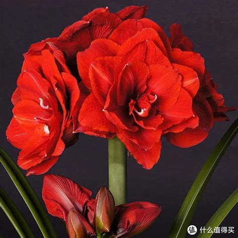 5种花天生“富贵命”用大盆，大肥大水大太阳，才能越长越好鲜花绿植什么值得买