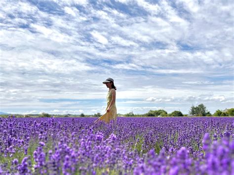 이지고프랑스 니스 출발 베르동 And 무스띠에 And 발랑솔 라벤더 남부 투어