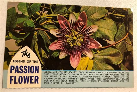 Passion Flower Symbolism