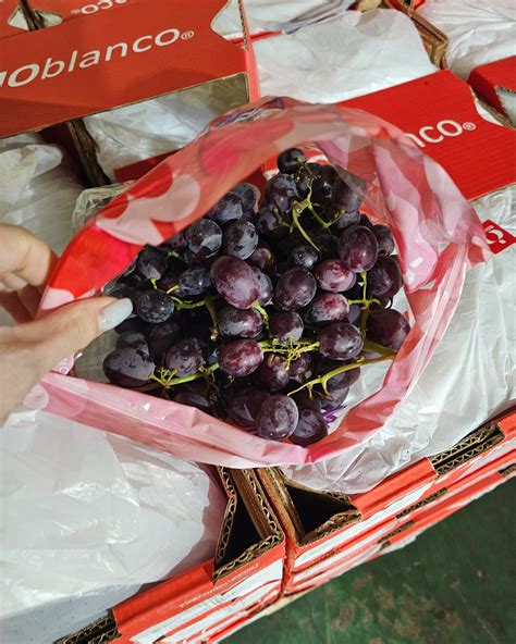 캔디맛이나는 솜사탕포도💜 입고되었어요 아들셋맘 추천 포도 4종‼️ 📍솜사탕포도 포도에서 솜사탕 향기가 나며 과육에선 사탕맛이나는 고당도 캔디스냅 솜사탕포도 📍애플청포도