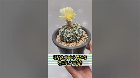 슈퍼투구 브이투구 투구 선인장 예쁜선인장 예쁜다육 다육식물 다육이 다육 다육라방 다육라이브 라이브방송
