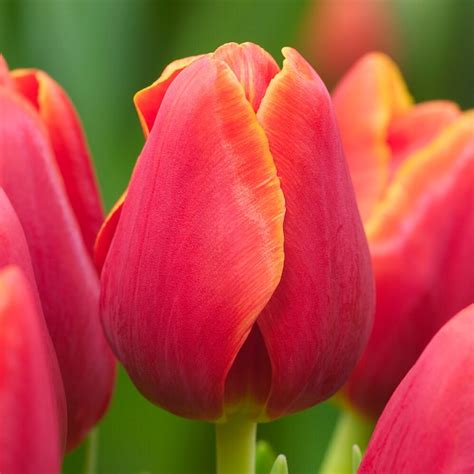 Garden State Bulb Red Verandi Triumph Tulip Bulbs 100 Count Ecf 65 100