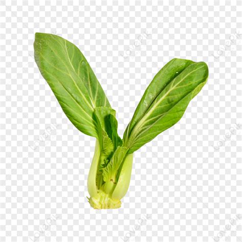 건강한 녹색 채소신선한야채한 알 Png 일러스트 무료 다운로드 Lovepik