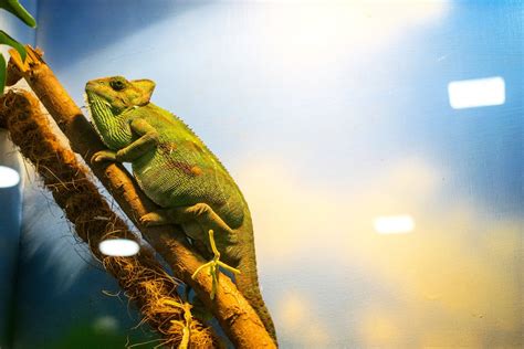 2000 Melhores Imagens De Squamate Reptiles · Download 100 Grátis
