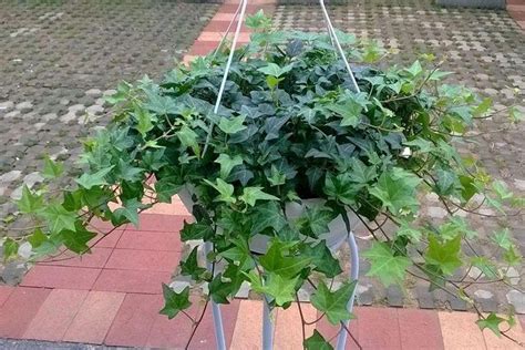 常青藤 常绿木质藤本植物 搜狗百科