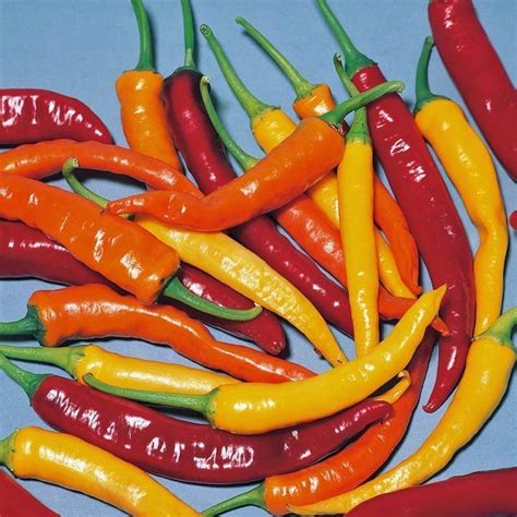 Turuncu Cayenne Chili Biber Tohumu 107 39 Tl