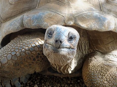 Aldabra Giant Tortoise Originally From Aldabra In The Seyc Flickr
