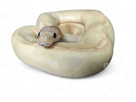 The Ball Python Coral Glow Champagne Morph Isolated On White Stock Illustration Illustration