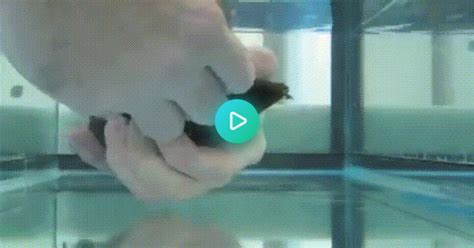 Zebra Shark Hatching  On Imgur