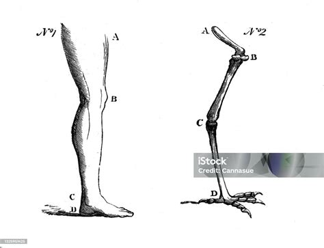 조류와 인간의 다리 사이의 빅토리아 흑백 조각 비교 새의 역사 1890 해부학에 대한 스톡 벡터 아트 및 기타 이미지 해부학 고풍스런 기록보관용 Istock