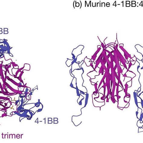 Representative Structures Of Human And Murine 4 1bb Ligand Receptor Download Scientific Diagram