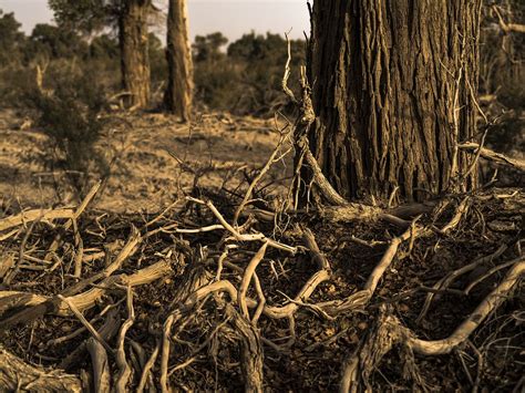 Populus Euphratica Trees Nature Pixabay上的免费照片