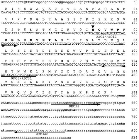 Complete Nucleotide And Deduced Amino Acid Sequence Of The Rbcs1 Cdna